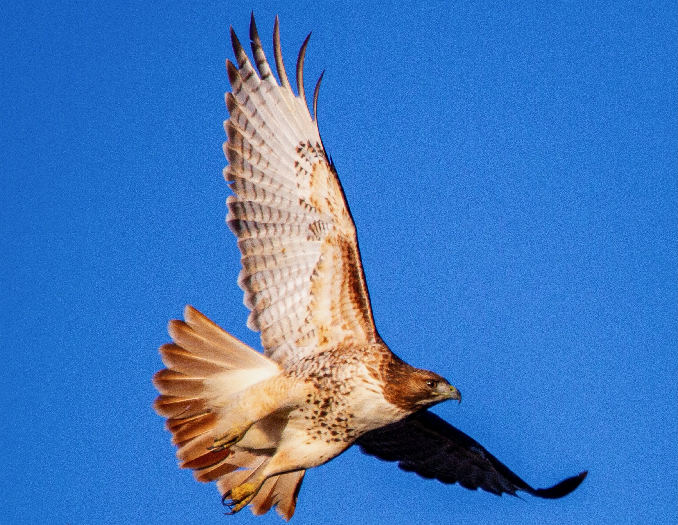 Red-Tailed Hawk Revealed - AgArts